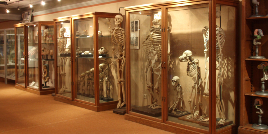 Anatomische Sammlung - Institut für Anatomie